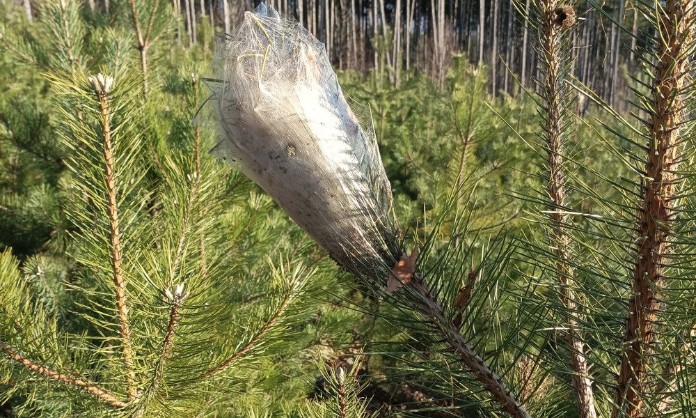 Нов за региона вредител нападна лесопарк „Градище“ над Габрово ...